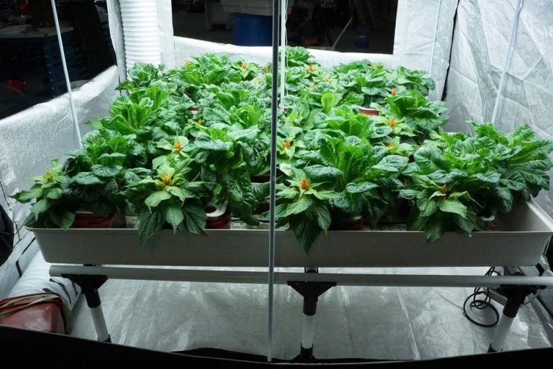 How To Get The Most Out Of Your Indoor Grow Tent
