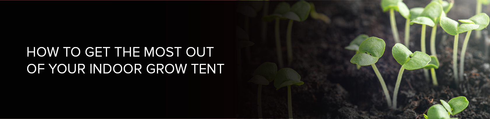 How To Get The Most Out Of Your Indoor Grow Tent